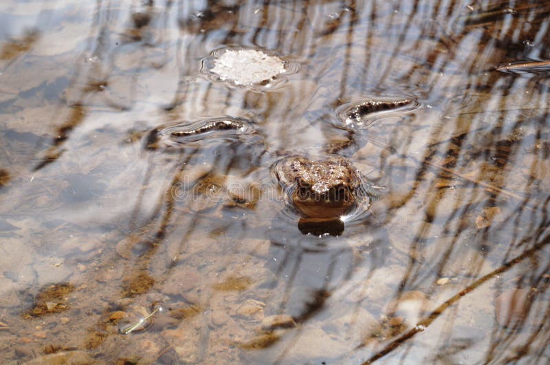 A Frog is Basking in the Sun on the Shore of the Lake. Stock Photo ...