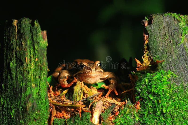 A Frog is Basking in the Sun on the Shore of the Lake. Stock Photo ...