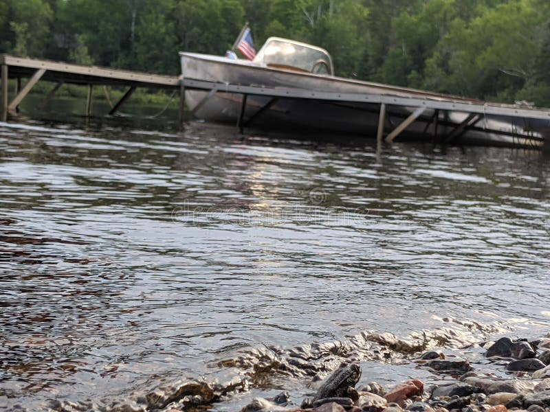 Frog on a beach stock photo. Image of duck, paddle, wildlife - 228726346