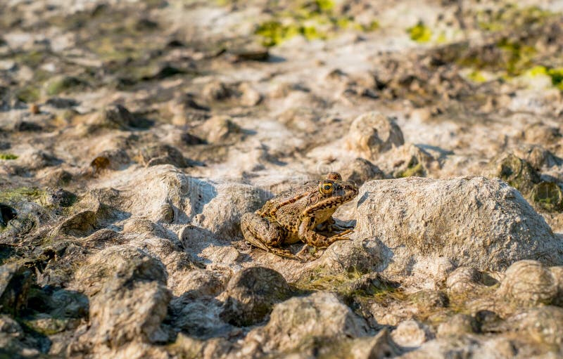 A frog on the beach stock photo. Image of aquatic, nature - 82360632