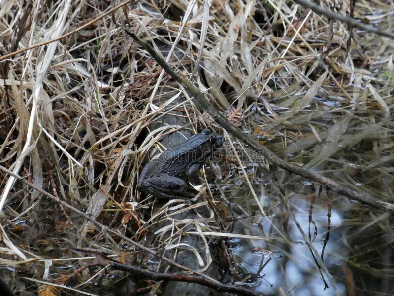 Frog on the Beach stock photo. Image of wild, branches - 226472138