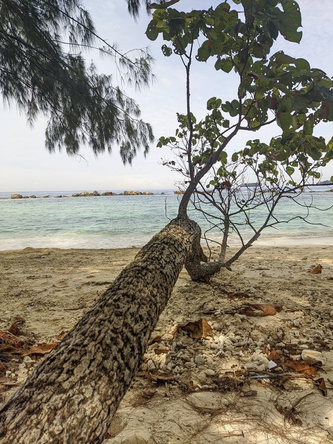 Frog beach look at sky stock photo. Image of look, nature - 262849310