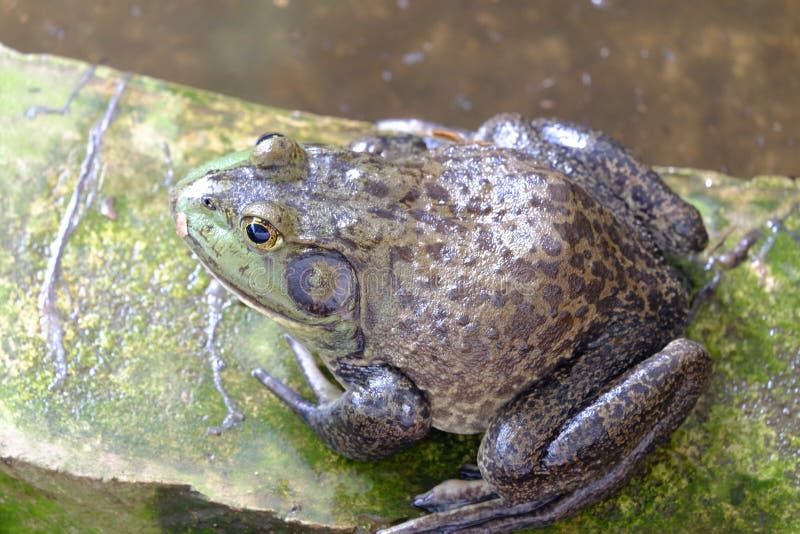Frog. stock photo. Image of tropical, shiny, colorful - 66562180