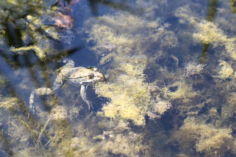 Frog stock photo. Image of outdoor, wild, outdoors, bullfrog - 125419586