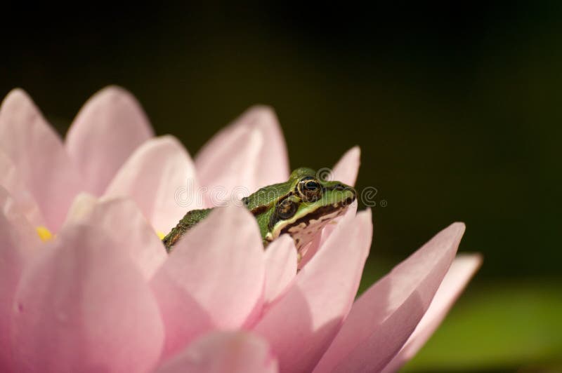Frog on a Beautyful Pink Flower Stock Photo - Image of green, lake ...