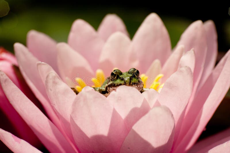 Frog on a Beautyful Pink Flower Stock Image - Image of texture, pond ...