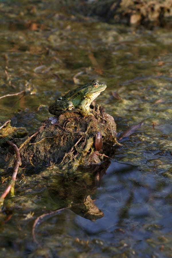 Frog and Beetle Resting on Hillock Stock Image - Image of macro, large ...