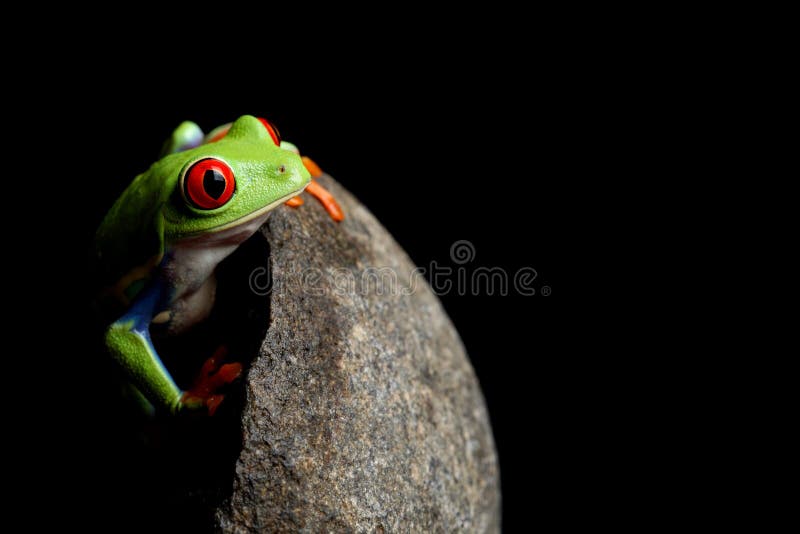 Frog Behind Rock Isolated on Black Stock Photo - Image of copyspace ...