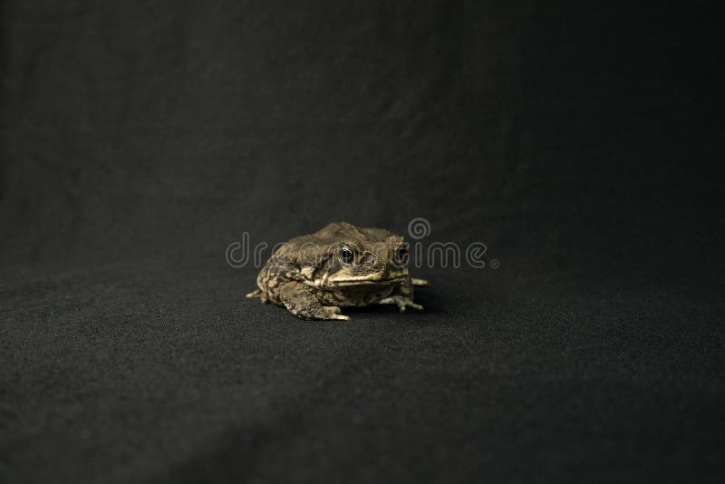 Pet Terrariumistics Stock Photos - Free & Royalty-Free Stock Photos ...
