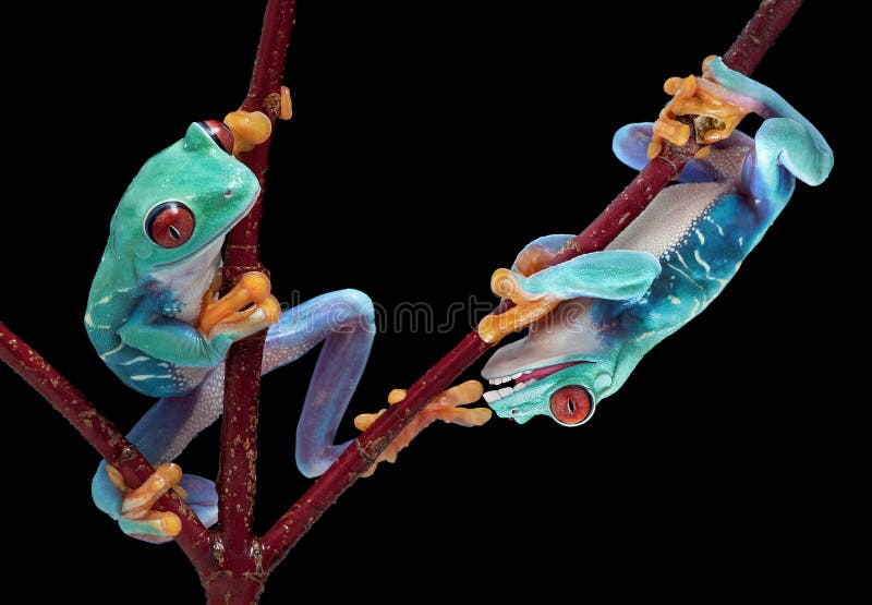 Frog biting friends toe stock photo. Image of nocturnal - 22664546