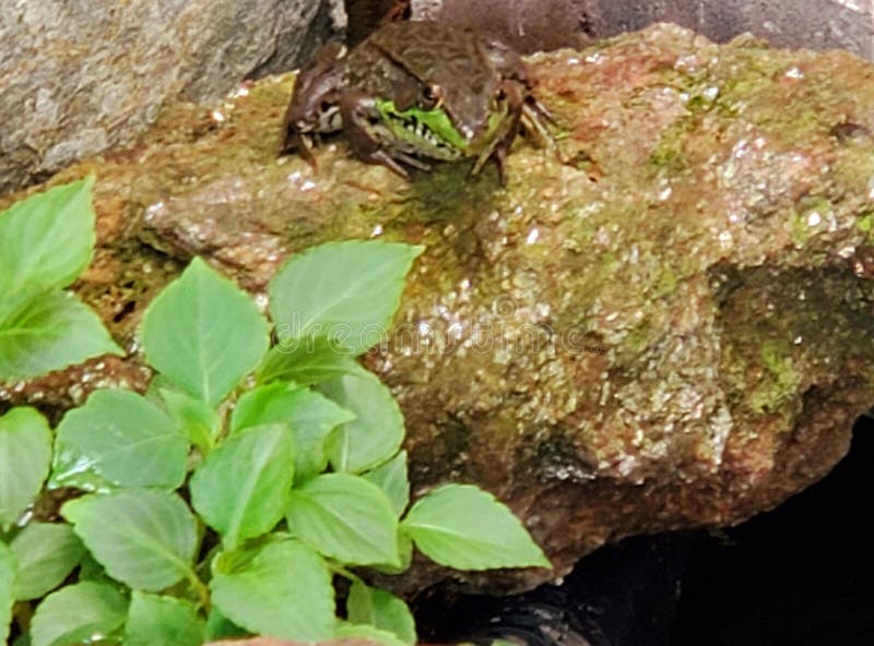 Frog Blending in with the Rocks Stock Photo - Image of food, animal ...