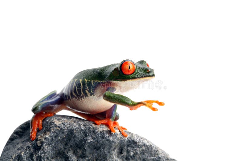 Frog is blind stock photo. Image of conservation, animal - 3427148