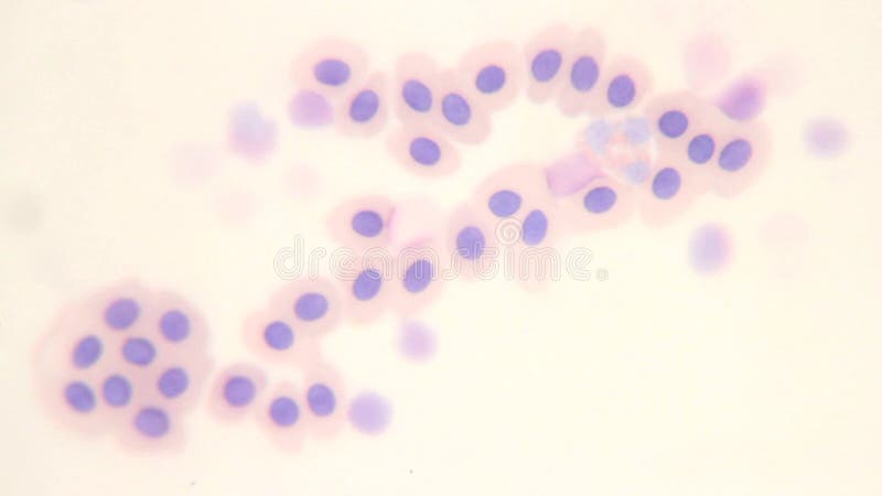 Frog Blood Cell Under Microscope