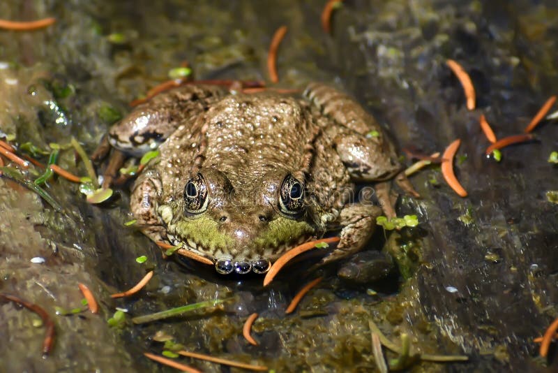 Frog Blowing Bubbles in Lake Stock Photo - Image of bubble, eyes: 146763450