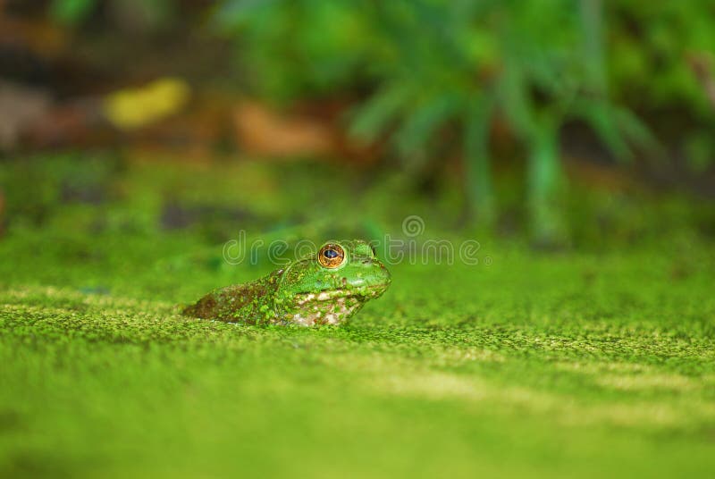 Frog In A Bog stock image. Image of conservation, single - 16124615