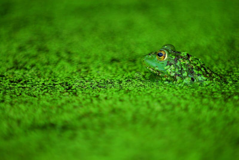 Frog in a Bog stock image. Image of hiding, animal, weed - 16124615