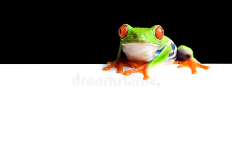 Tree Frog Border Stock Photos - Free & Royalty-Free Stock Photos from ...