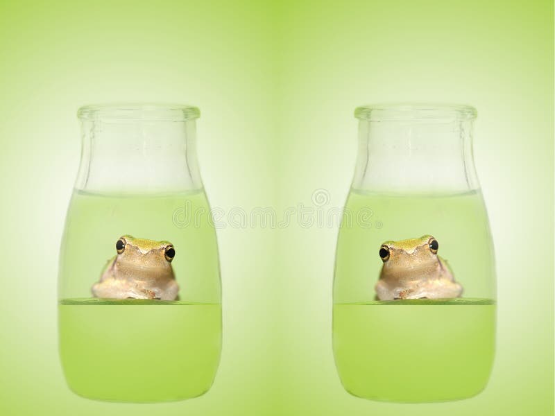Frog in the bottle stock image. Image of eyes, clean - 17059811