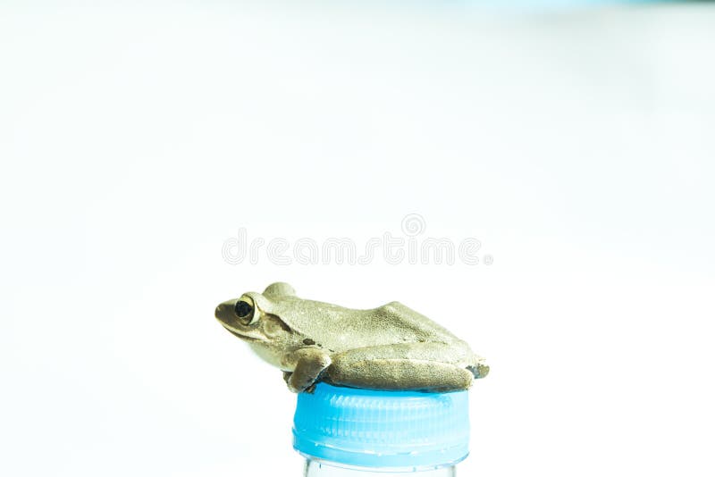 Frog in the bottle stock image. Image of closeup, conservation - 17059811