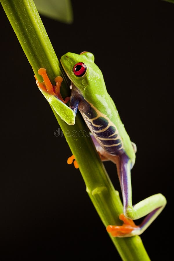 Frog on branch stock photo. Image of amphibian, frog, flowers - 9558312