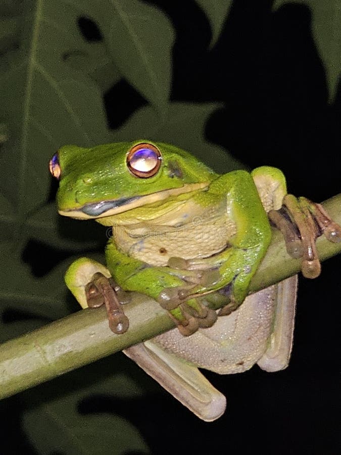 Frog on the Branches of Papaya Leaves Stock Photo - Image of nature ...