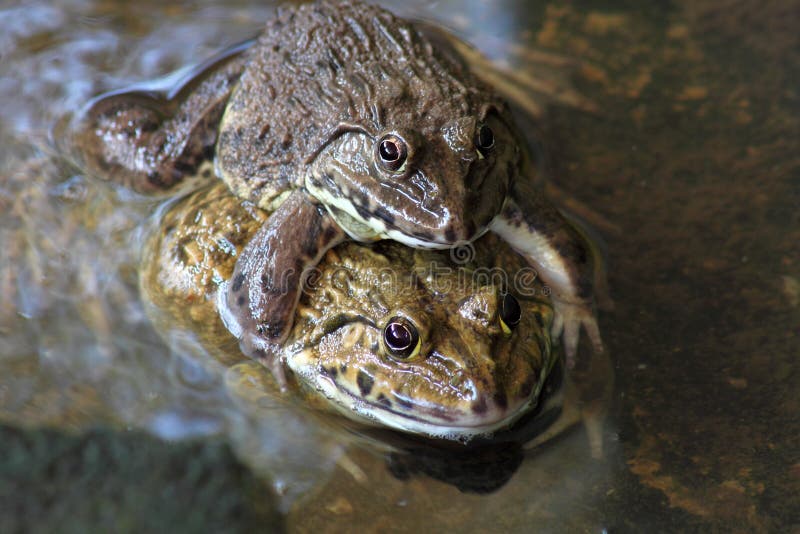 Frog breeding in the farm stock photo. Image of love - 48042330