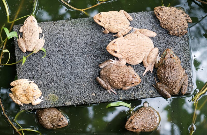 Frog on the Brick in the Water Stock Image - Image of water, brick ...