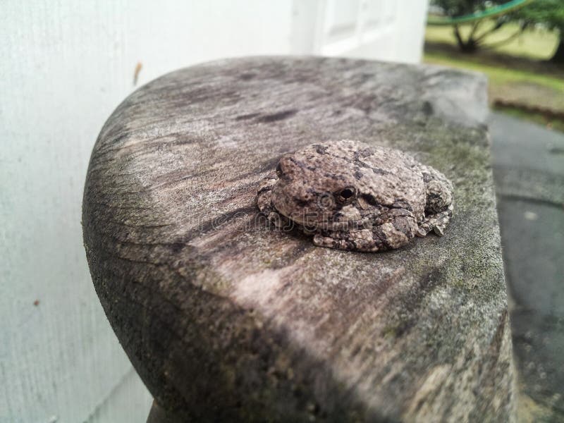 Frog stock image. Image of nature, toad, reptile, camo - 93457845