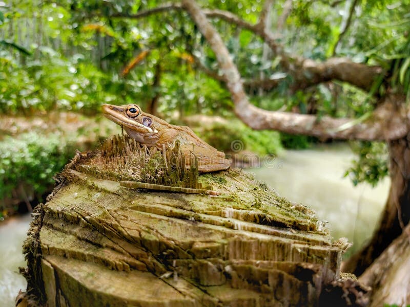The Frog Was on a Broken Tree Trunk on the Banks of the Progo Magelang ...
