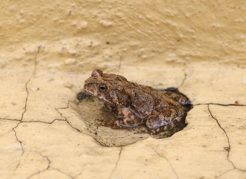 Frog stock image. Image of crack, ranidae, frog, toad - 47919659