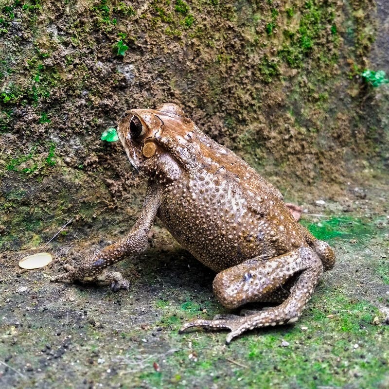A Frog with Brown Color and Rough Skin Stock Image - Image of nature ...