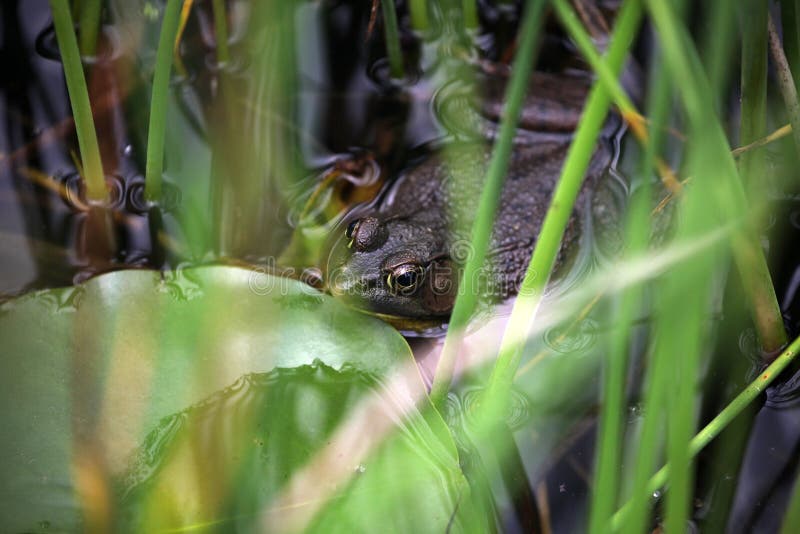 Frog stock photo. Image of lake, spring, green, frog - 42316656