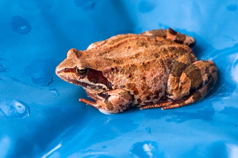 287 Frog Paw Stock Photos - Free & Royalty-Free Stock Photos from ...