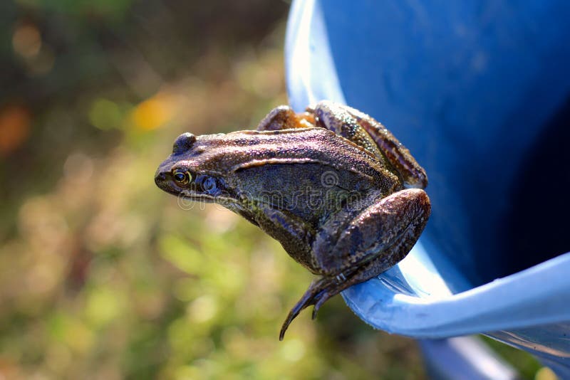 Frog on Bucket stock photo. Image of nature, basking - 44927034