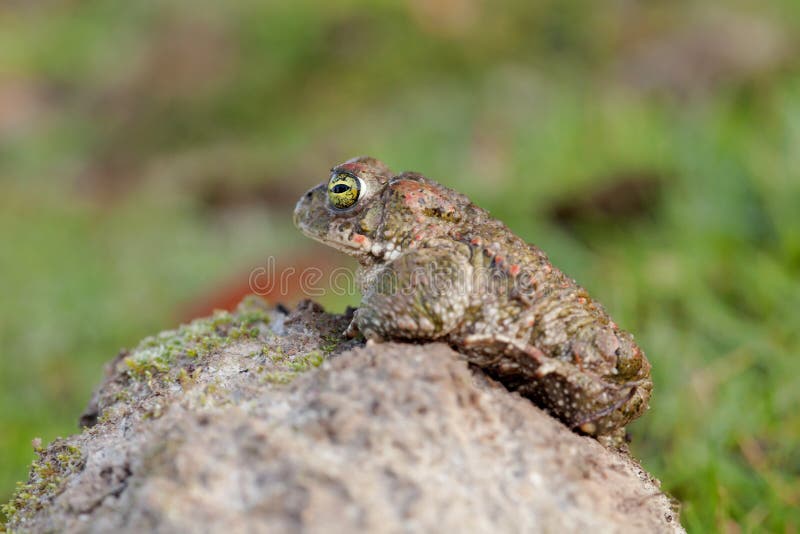 Green Frog With Bulging Eyes Golden Stock Photo - Image of macro, color ...