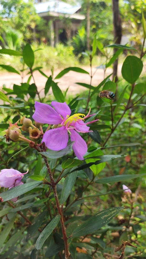 Frog we Call it the Frog Flower Stock Photo - Image of frog, fruit ...