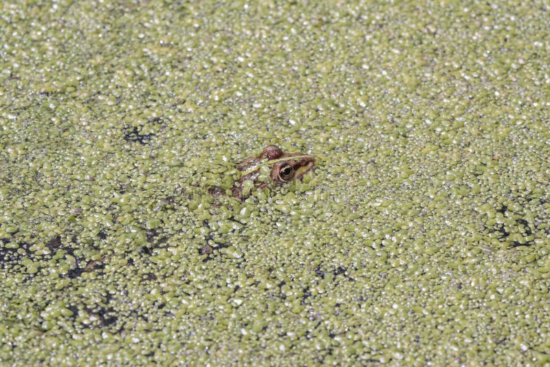 Frog Camouflaged between Algae Stock Photo - Image of dirty, amphibia ...