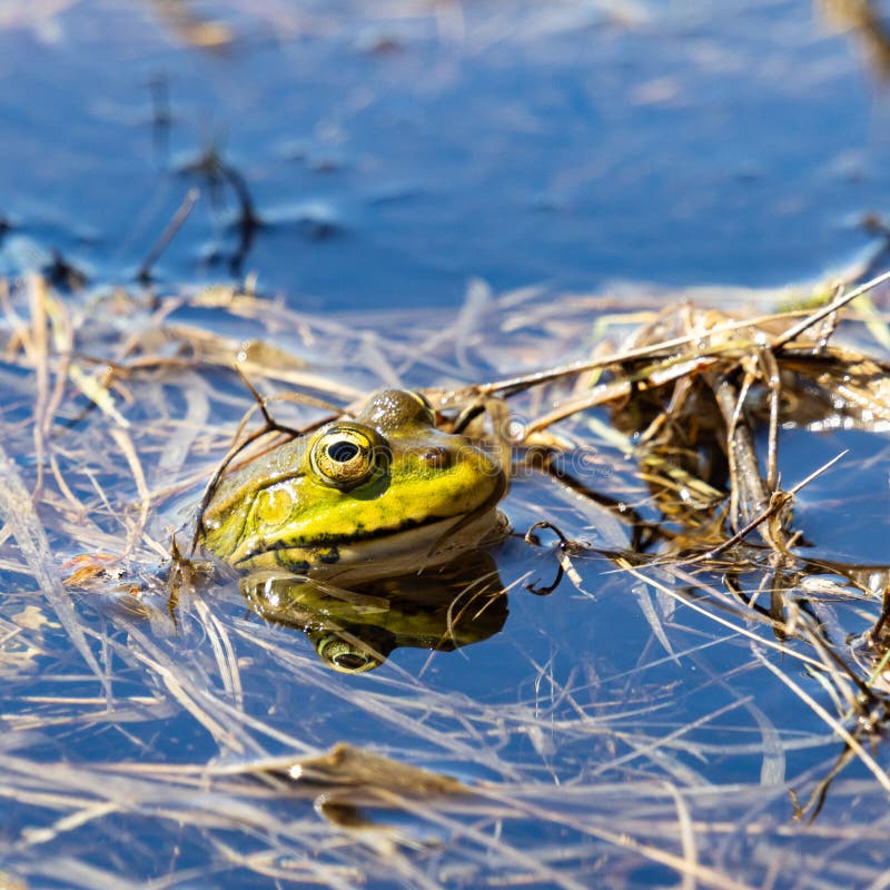 Frog Camouflaged in Water among Algae. Stock Image - Image of ...