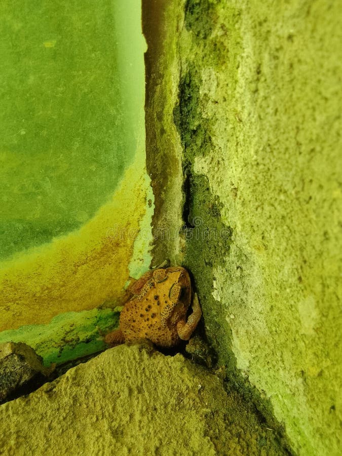 This Frog Camouflages by Sticking To the Wall ,,even Though he& X27;s ...
