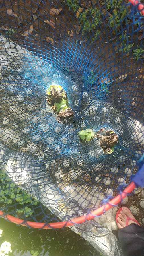 Frog caught in the net stock image. Image of water, green - 283050365