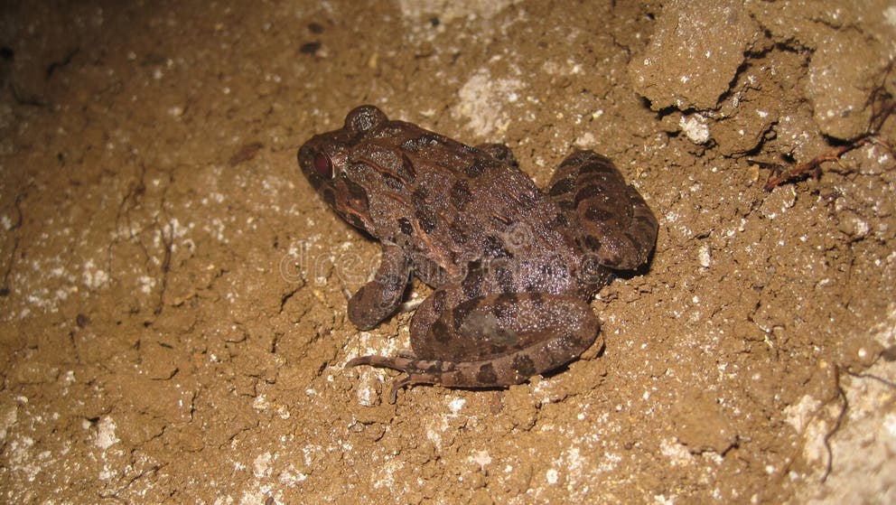 Cave Frog Stock Photos - Free & Royalty-Free Stock Photos from Dreamstime
