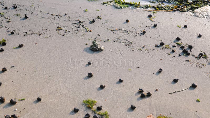 A Frog is Chasing a Fly on a Sandy Shore. Green Toad Hunts for Insects ...