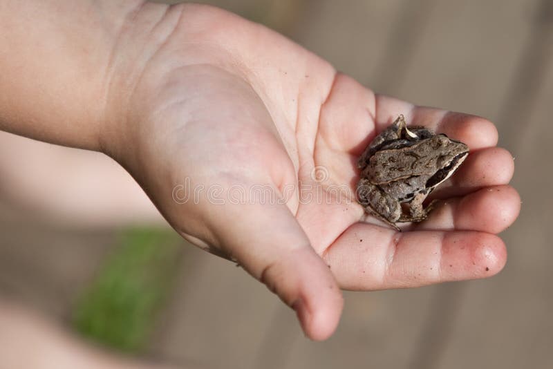 Frog in child hand stock photo. Image of anuran, frog - 10973804