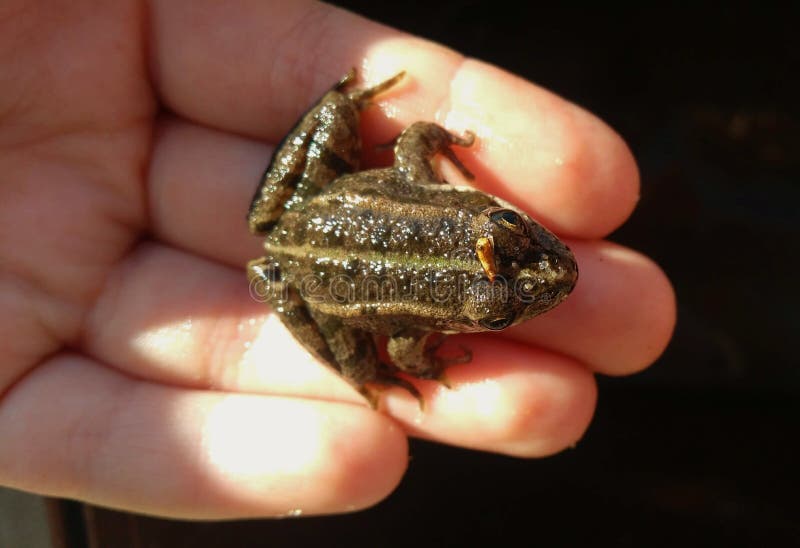 A Frog in a Child& X27;s Hand from the Southern Bug River in Nikolaev ...