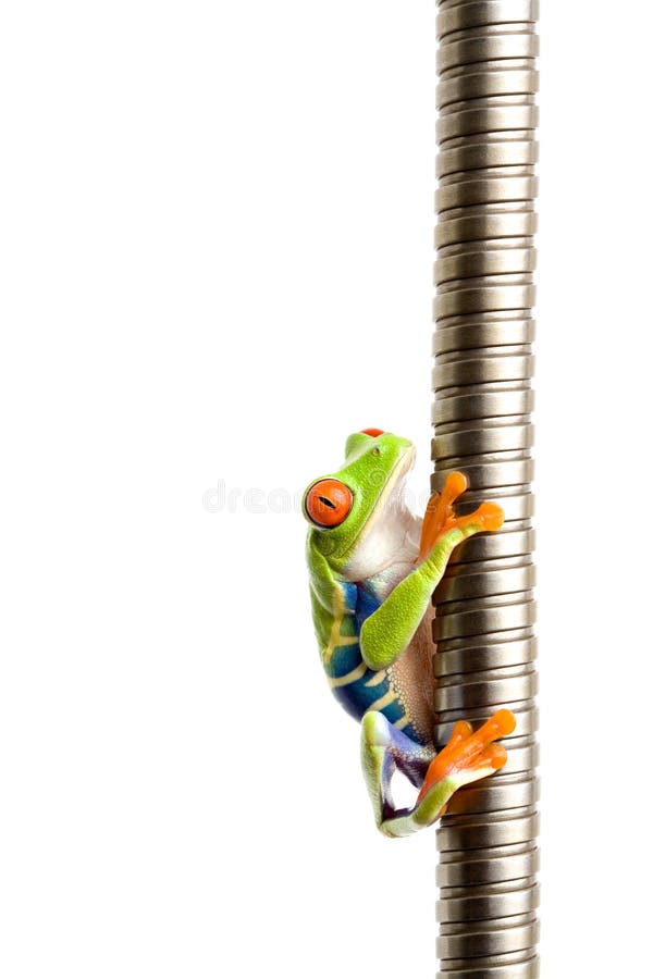 Frog climbing stock image. Image of green, eyed, frog - 2493801