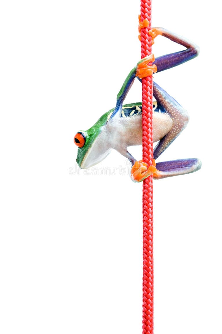 1,054 Frog Hanging Stock Photos - Free & Royalty-Free Stock Photos from ...
