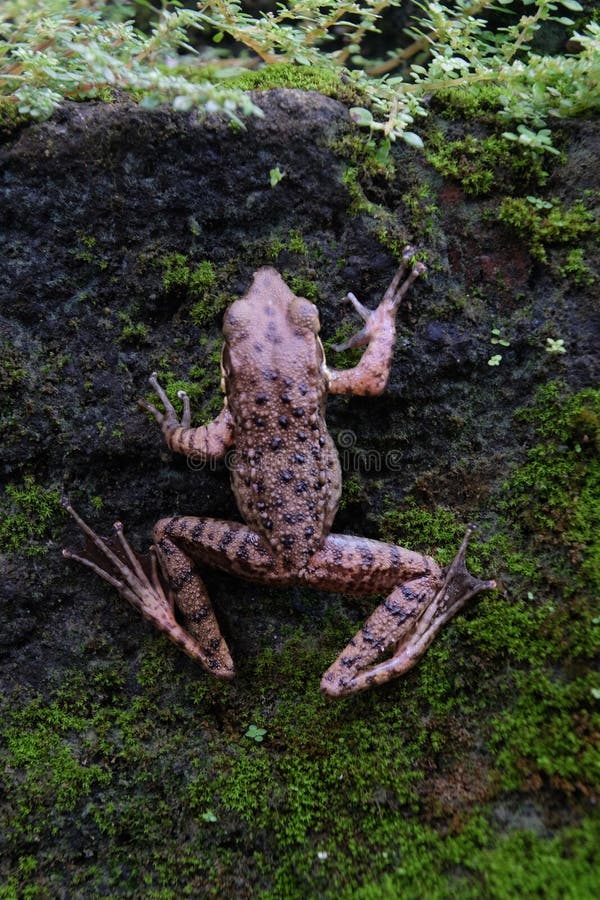 Frog. Climbing Trying To Find Water Stock Photo - Image of water, frog ...