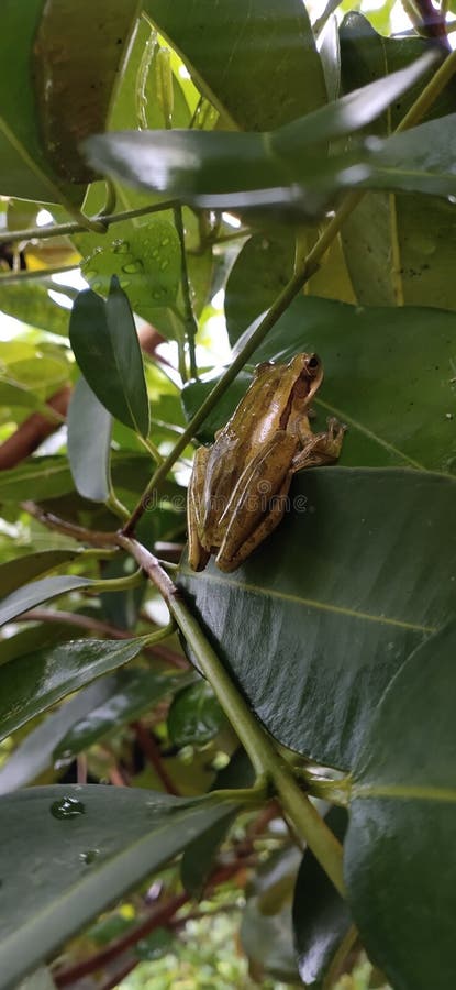 A Frog Clinging and Relaxing on a Green Leaf Stock Image - Image of ...