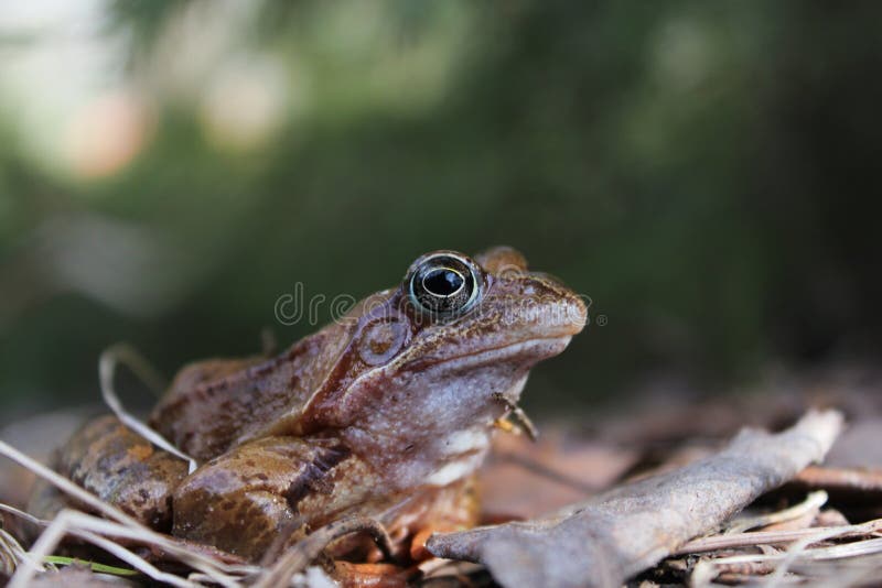 Frog at close range. stock image. Image of season, nature - 90024925