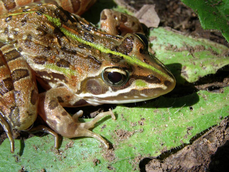 Frog close up stock image. Image of afrana, mottled, river - 10998229